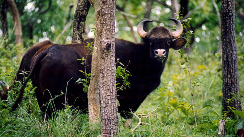 Wayanad-Wildlife-Sanctuary - Kerala Tourism