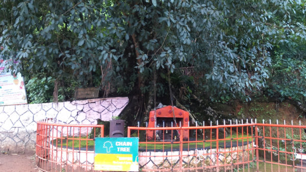Chain-Tree - Kerala Tourism
