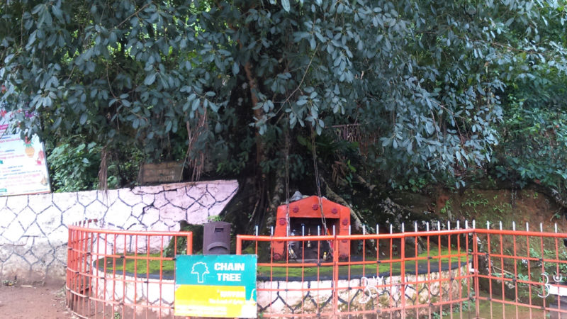Chain-Tree - Kerala Tourism