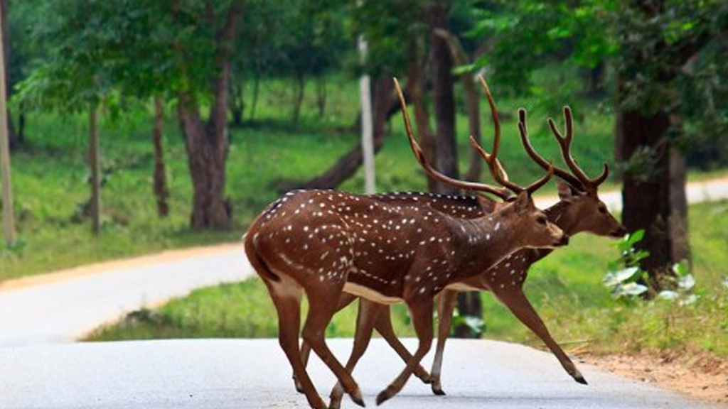 Muthunga-Wildlife-Sanctuary - Kerala Tourism
