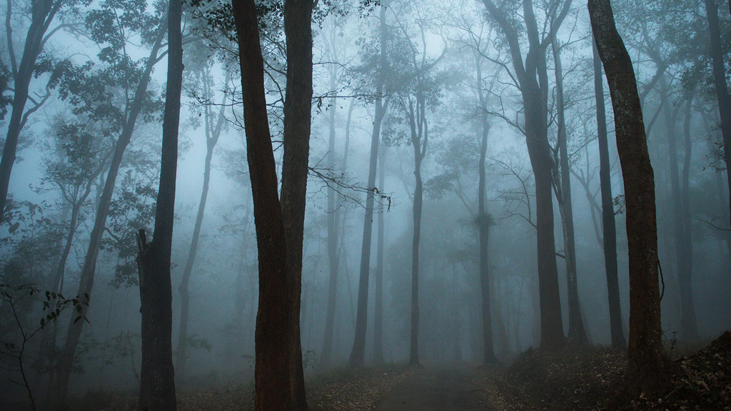 Best Best Time To Visit Wayanad - Kerala Tourism